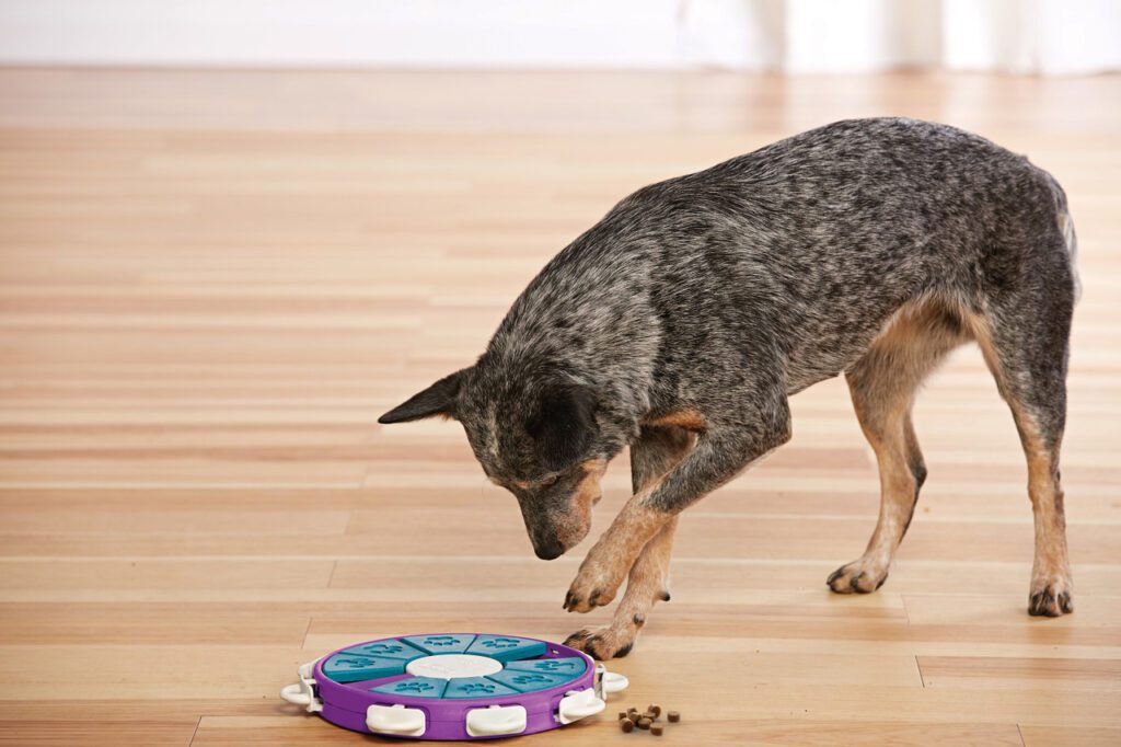 Dog Twister Purple - Mascopedia